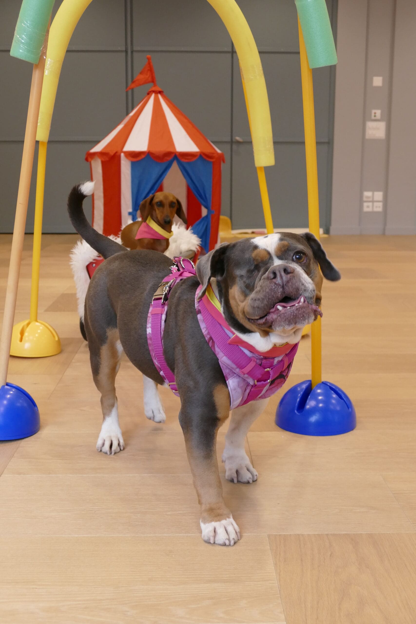 Hundezirkus – Projekt1816